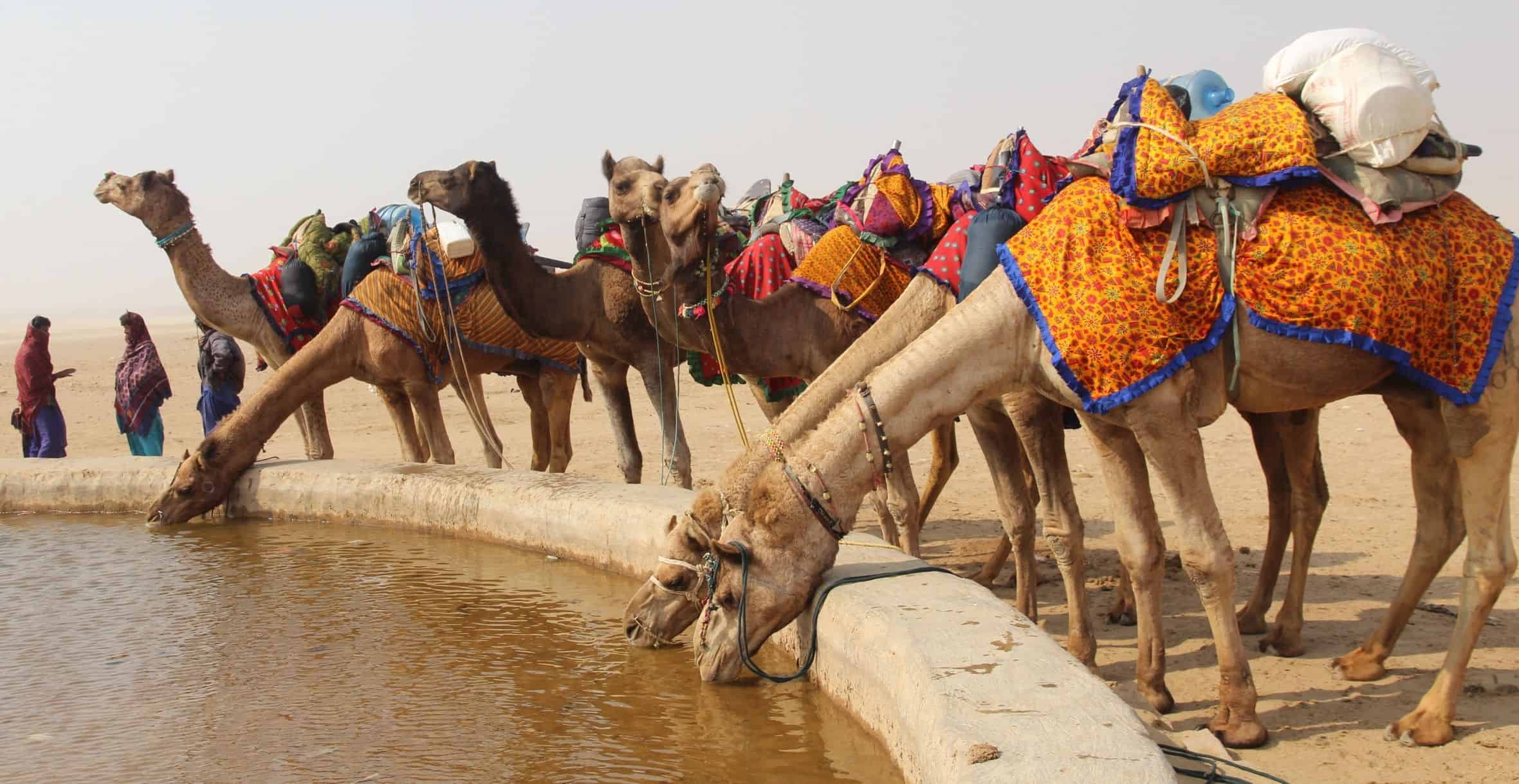 How To Use Your Thirsty Camel Mouldgone