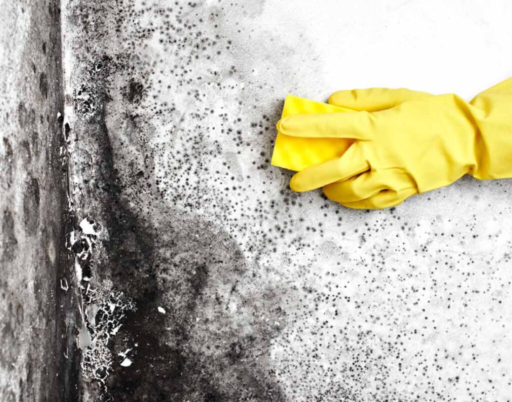 Mouldgone - Commercial Mould Remediation & Treatment Services