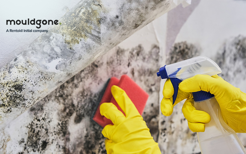 Mould Inspection & Treatment | Wall Discolouration & Mildew