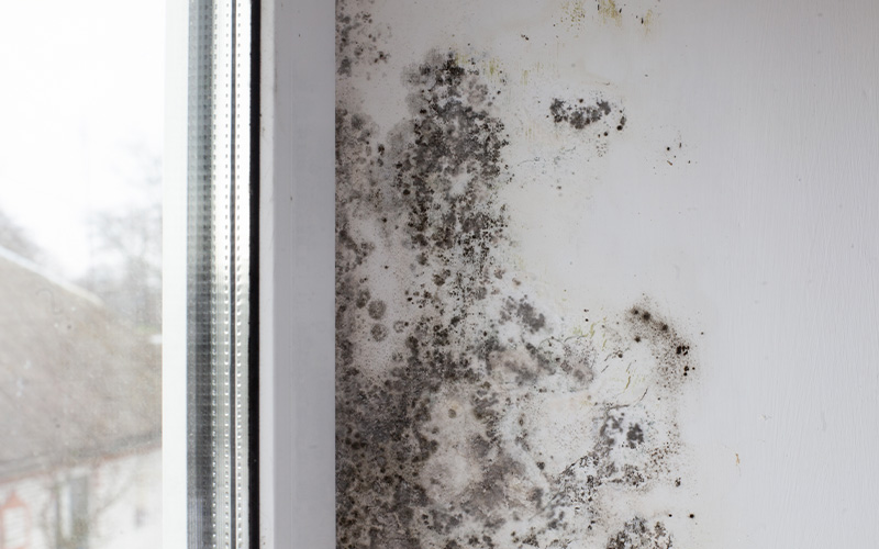 How to Stop Mould Permanently After Cleaning and Repainting